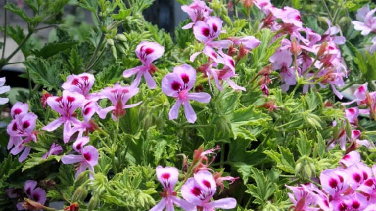 How to Grow and Care for Citronella Plant (Mosquito Plant) | Planet Natural