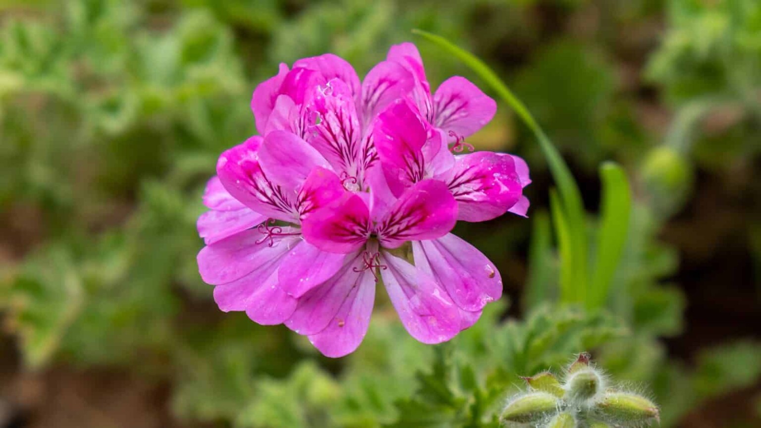 How to Grow and Care for Citronella Plant (Mosquito Plant) | Planet Natural