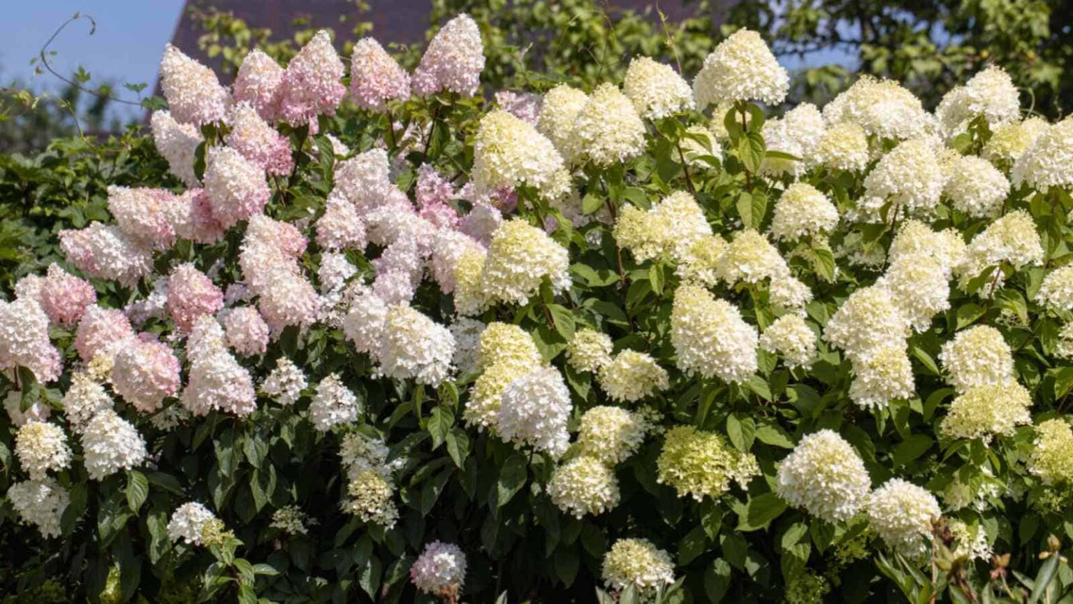 How to Grow and Care for Hydrangea Tree (Panicle Hydrangeas) | Planet ...