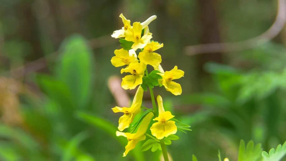 49 Best Yellow Flowers for Gardens (Annuals and Perennials) | Planet ...