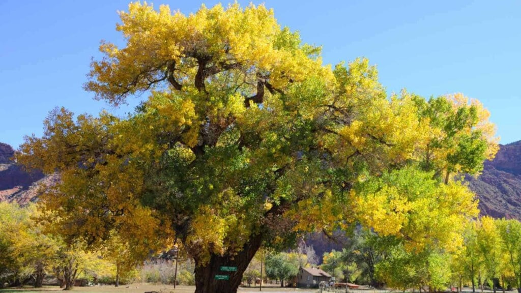 How to Grow and Care for Cottonwood Tree (Complete Guide) | Planet Natural