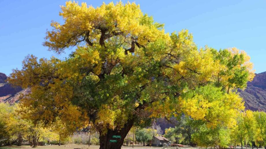 How to Grow and Care for Cottonwood Tree (Complete Guide) | Planet Natural