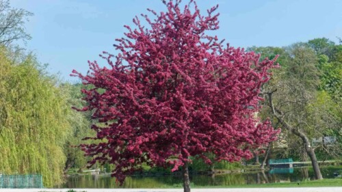 What You Need To Know To Grow And Care For Crabapple Tree | Planet Natural