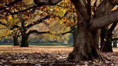 Elm Tree Guide: 10 Popular Types of Elm Trees in 2024