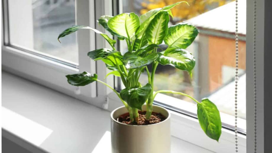 How to Grow and Care for Dieffenbachia (Dumb Cane Plant) | Planet Natural