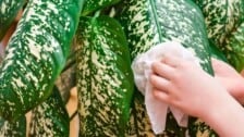 How to Grow and Care for Dieffenbachia (Dumb Cane Plant) | Planet Natural