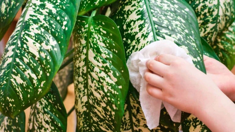 How to Grow and Care for Dieffenbachia (Dumb Cane Plant) | Planet Natural
