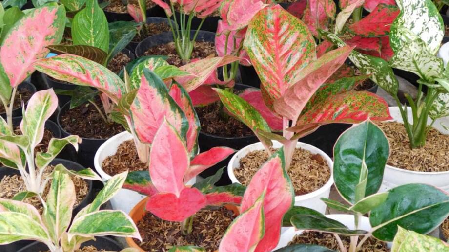 How to Grow & Care for Aglaonema Plants (Chinese Evergreen)