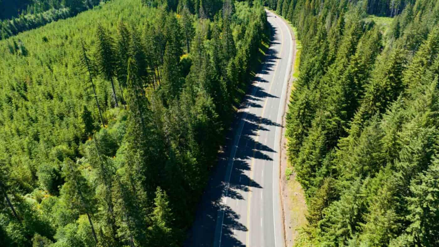 How to Grow and Care for Douglas Fir (Complete Guide) | Planet Natural
