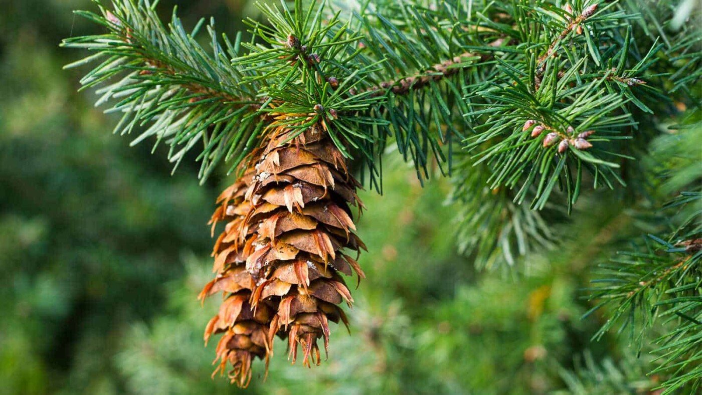 How to Grow and Care for Douglas Fir (Complete Guide) | Planet Natural