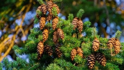 How to Grow and Care for Douglas Fir (Complete Guide) | Planet Natural