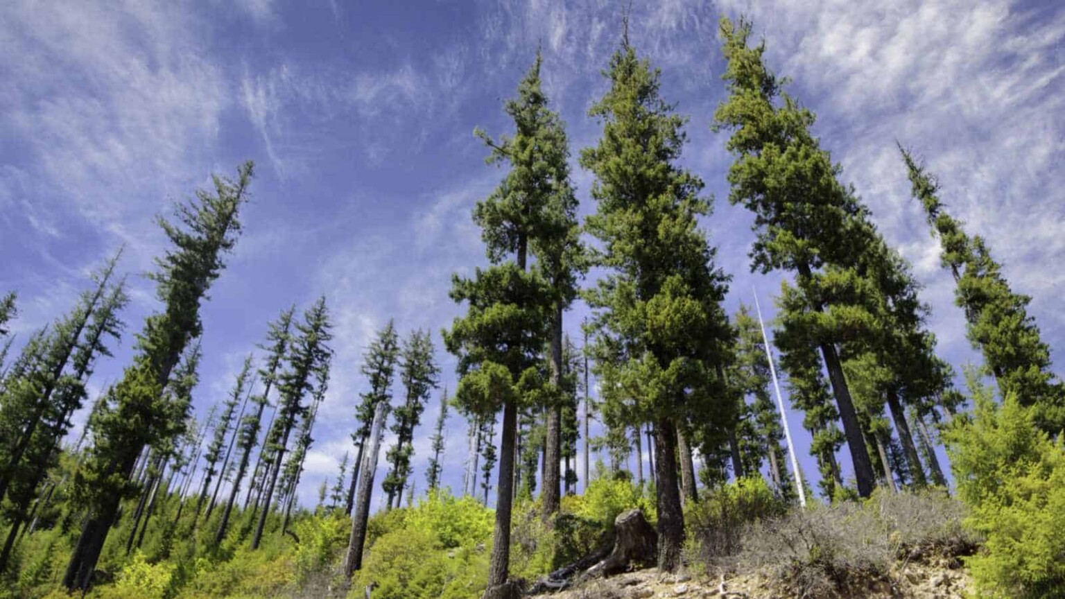 How to Grow and Care for Douglas Fir (Complete Guide) | Planet Natural