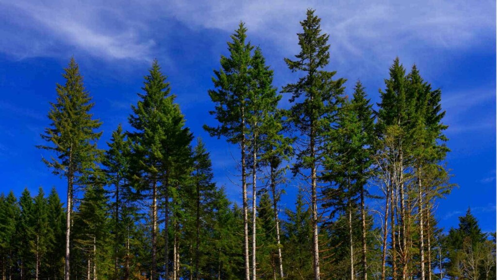 How to Grow and Care for Douglas Fir (Complete Guide) | Planet Natural
