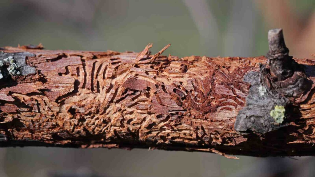 Elm Tree Guide: 10 Popular Types of Elm Trees in 2024