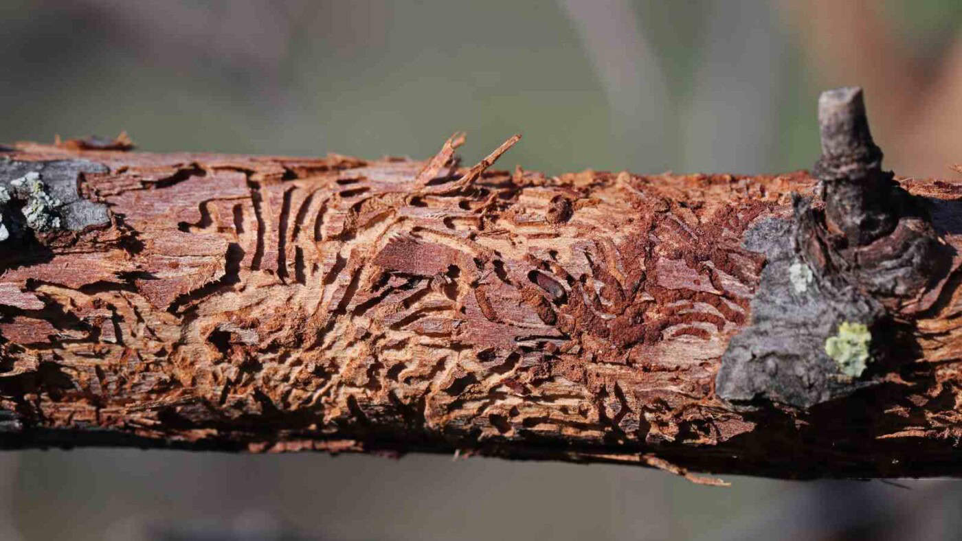 Elm Tree Guide: 10 Popular Types of Elm Trees in 2024