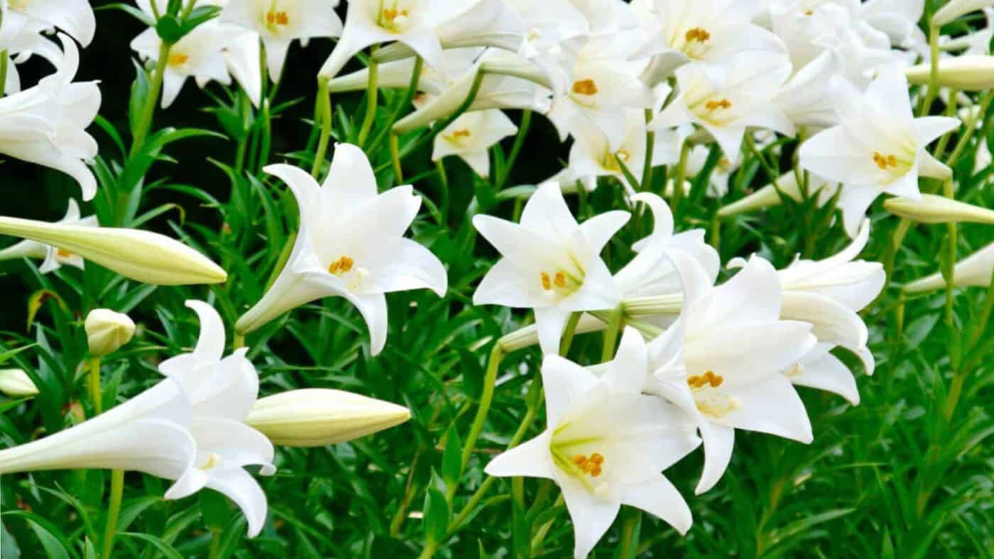 Types of Lilies: 18 Stunning Lily Species for Your Garden | Planet Natural