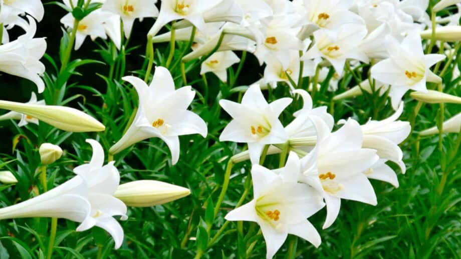 Types of Lilies: 18 Stunning Lily Species for Your Garden | Planet Natural