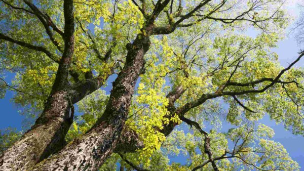 Elm Tree Guide: 10 Popular Types of Elm Trees in 2024
