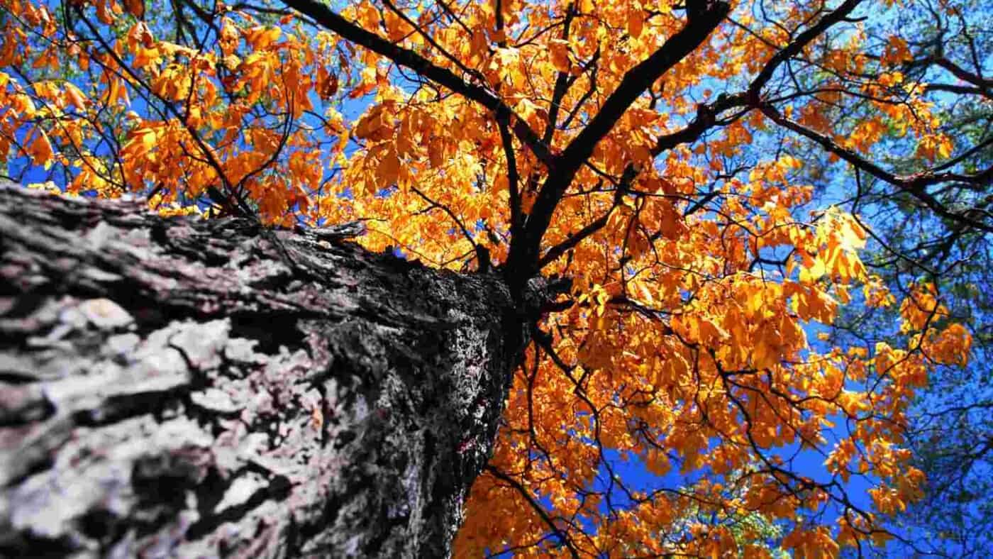 Elm Tree Guide: 10 Popular Types of Elm Trees in 2024