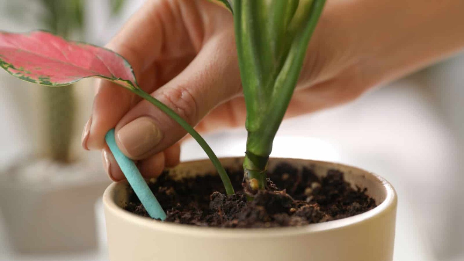 How to Grow & Care for Aglaonema Plants (Chinese Evergreen)