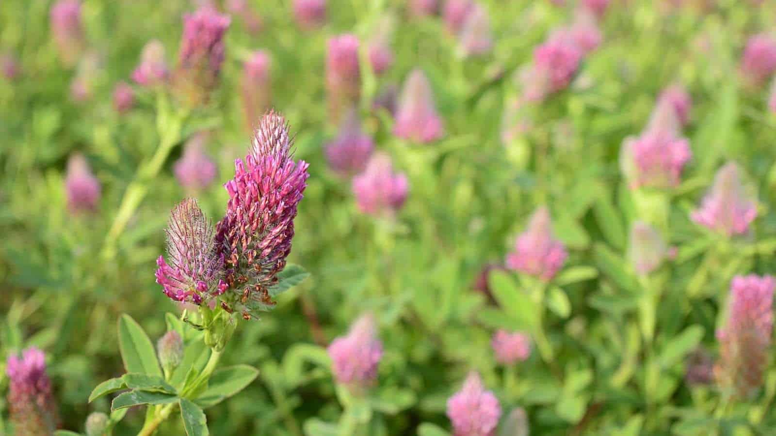 68 Types of Pink Flowers (With Pictures and Plant Care Tips) | Planet ...