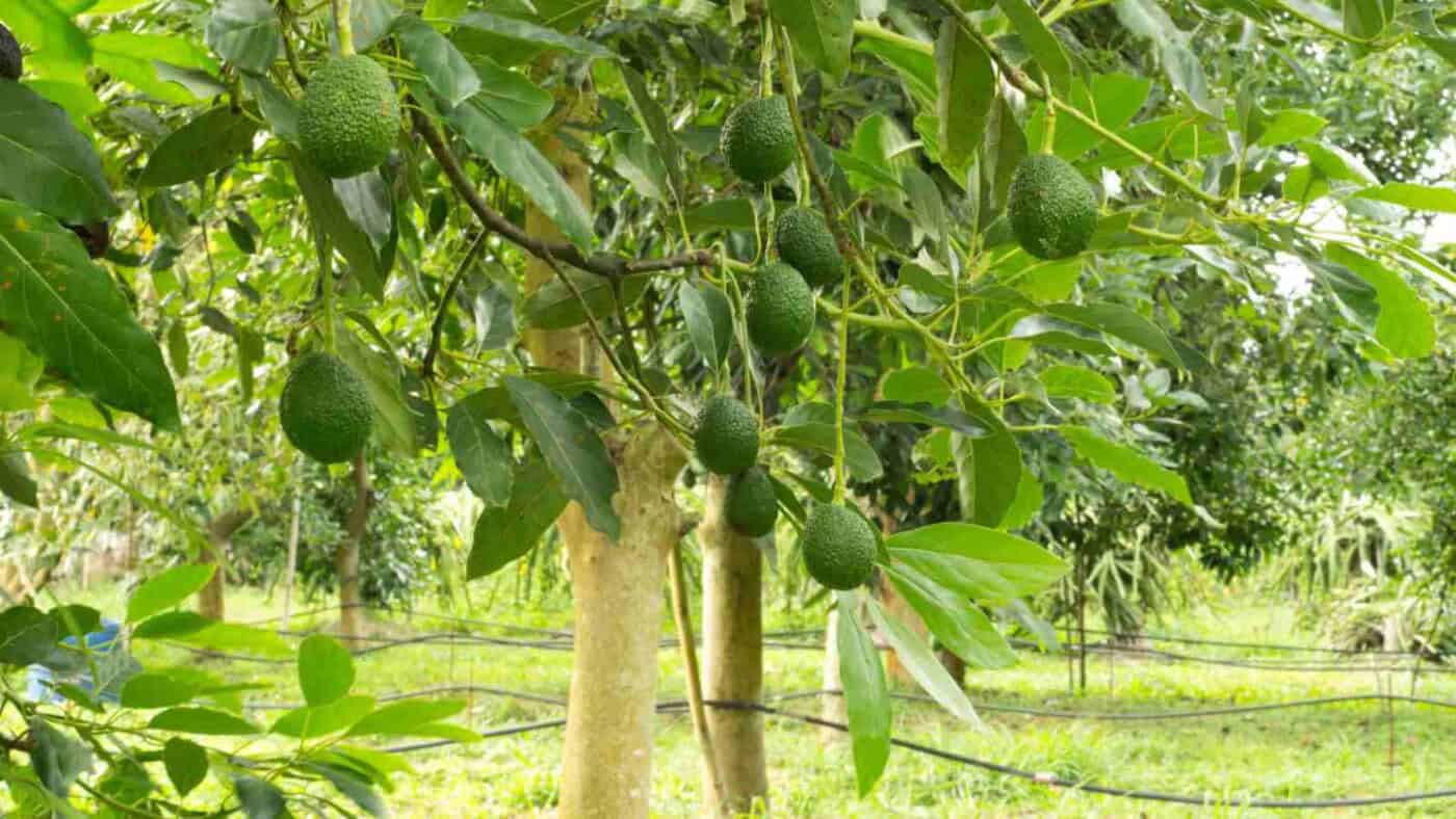 How to Grow And Care For an Avocado Tree (Complete Guide)