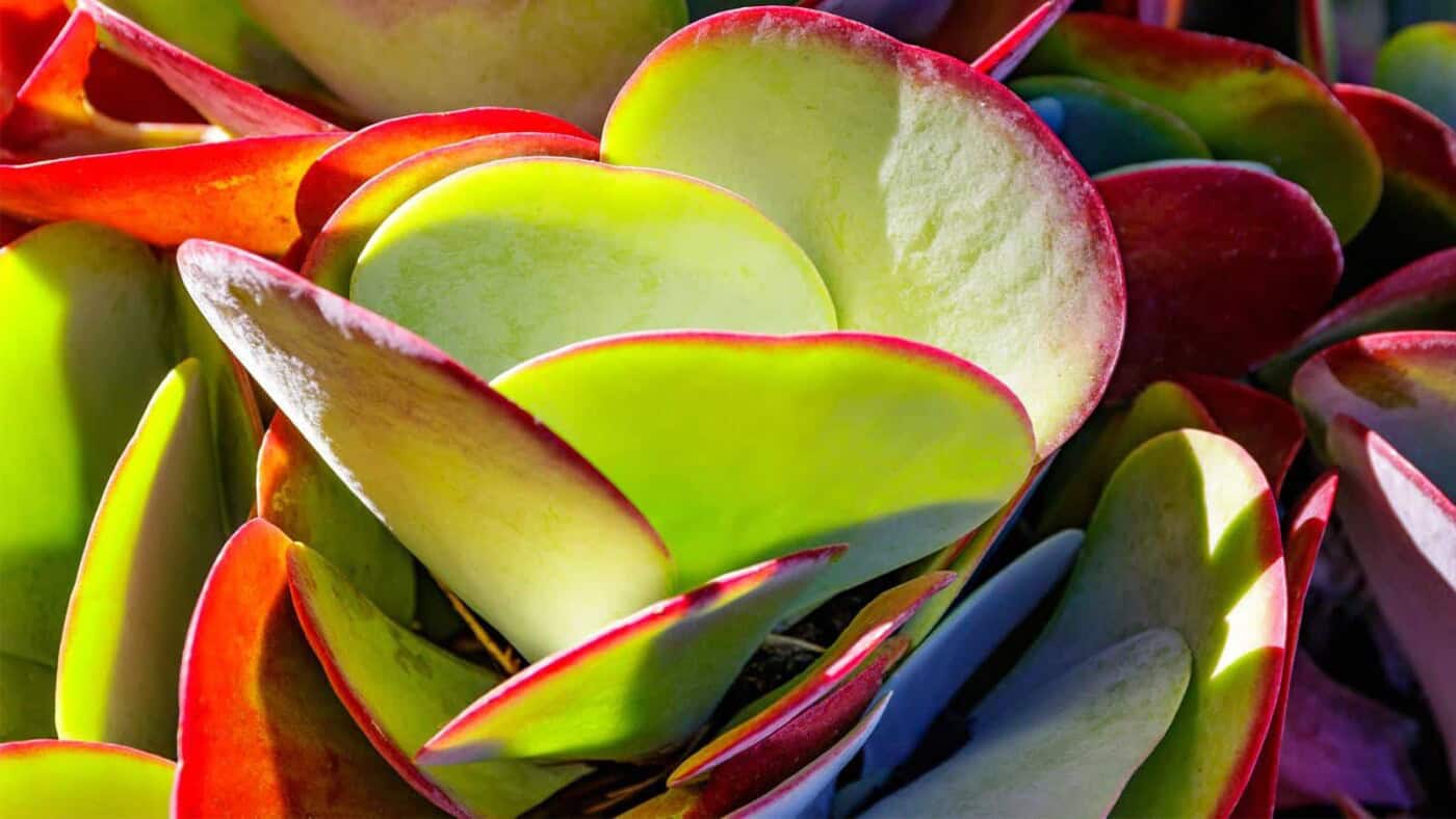 50 Desert Plants - 10 Most Common + 40 Others with Pics & Facts