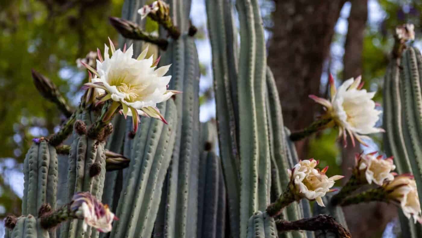 How to Grow and Care for San Pedro Cactus (Complete Guide)