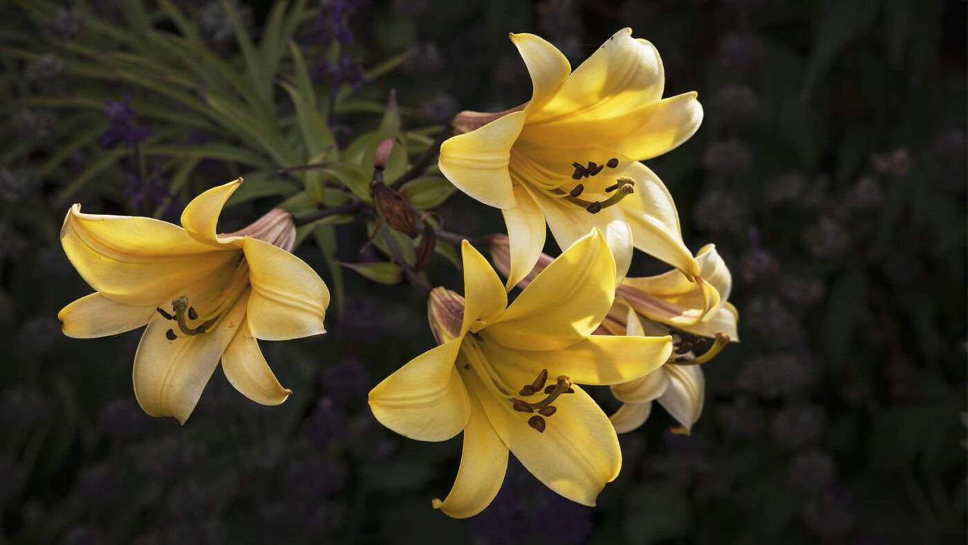 Types of Lilies: 18 Stunning Lily Species for Your Garden | Planet Natural