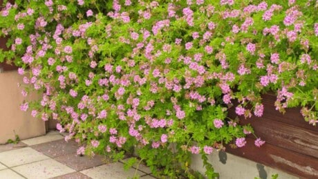How to Grow and Care for Citronella Plant (Mosquito Plant) | Planet Natural