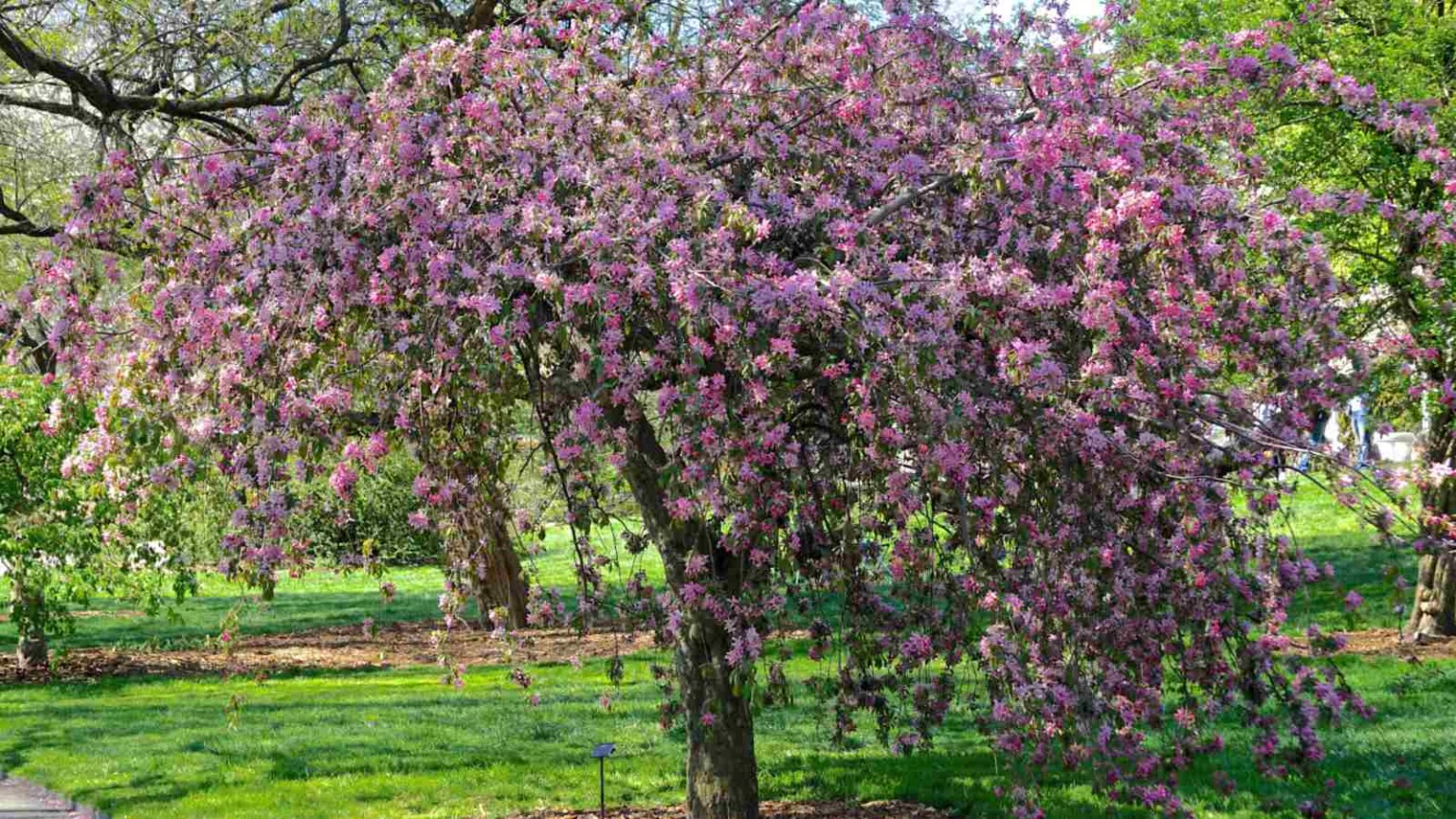 What You Need To Know To Grow And Care For Crabapple Tree | Planet Natural