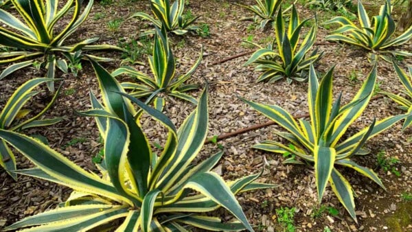 How to Grow and Care for Century Plant (Agave americana) | Planet Natural