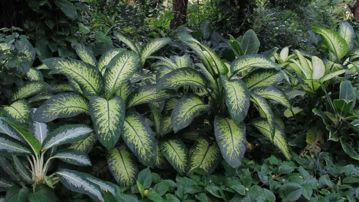 How to Grow and Care for Dieffenbachia (Dumb Cane Plant) | Planet Natural