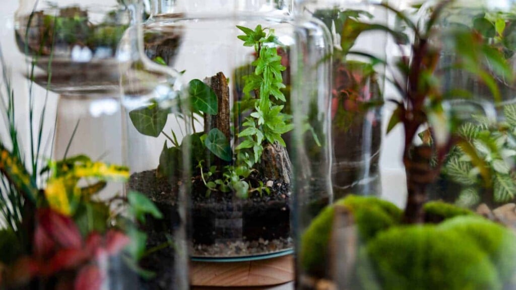 35 Best Terrarium Plants for a Lovely Indoor Garden of Any Size