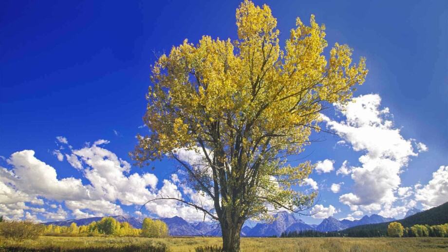 How to Grow and Care for Cottonwood Tree (Complete Guide) | Planet Natural