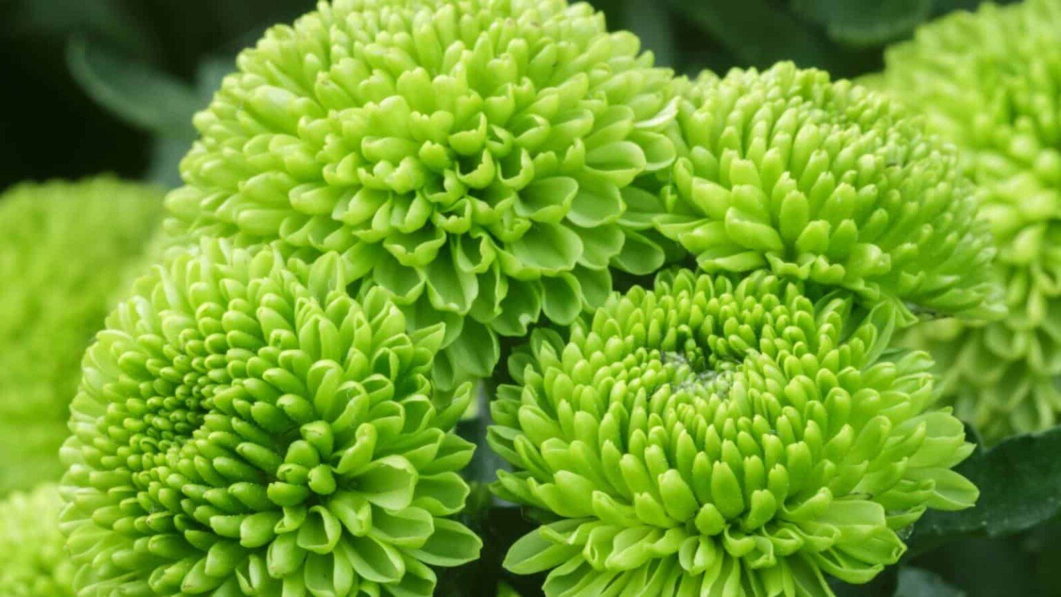 32 Stunning Green Flowers for Your Garden (With Pictures) | Planet Natural