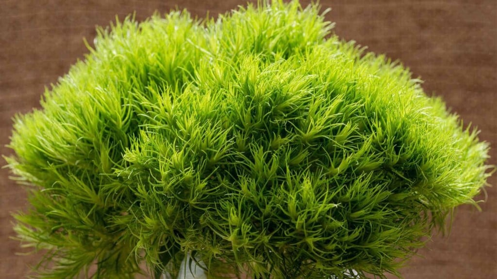 32 Stunning Green Flowers for Your Garden (With Pictures) | Planet Natural