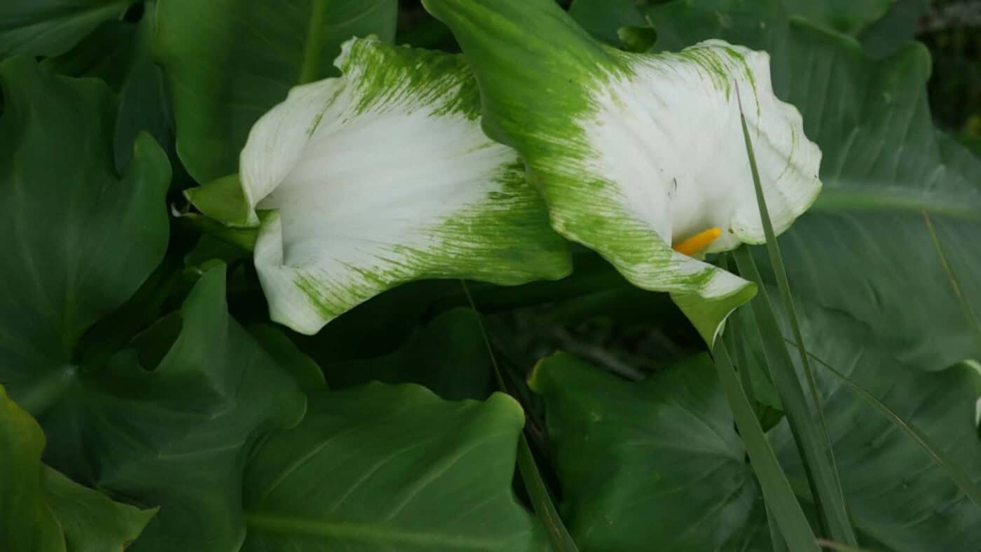 32 Stunning Green Flowers for Your Garden (With Pictures) | Planet Natural