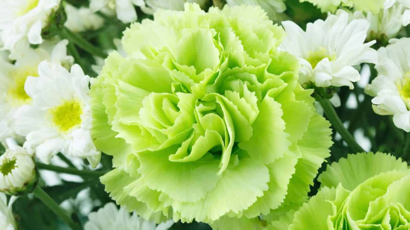 32 Stunning Green Flowers for Your Garden (With Pictures) | Planet Natural