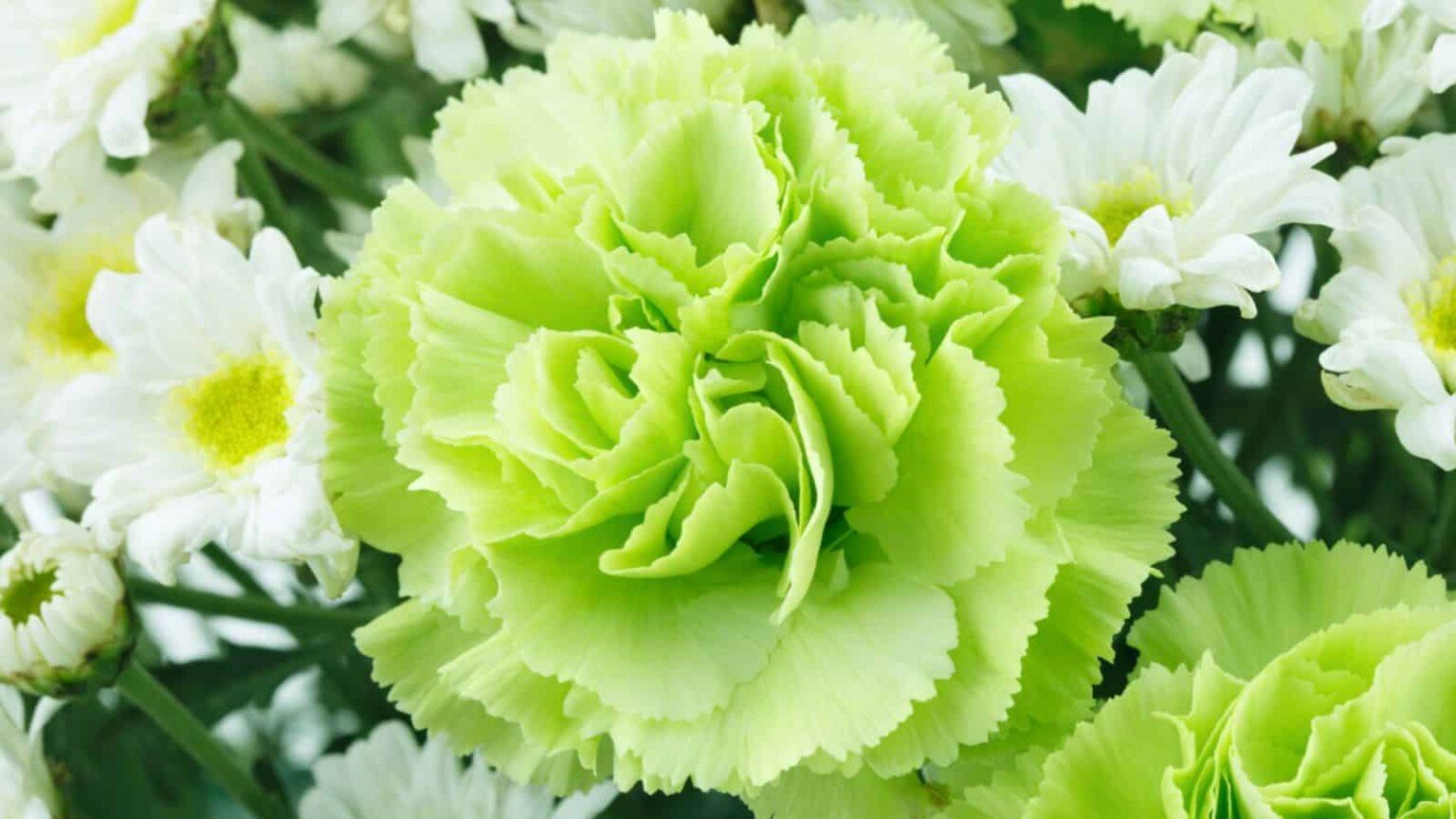 32 Stunning Green Flowers for Your Garden (With Pictures) | Planet Natural