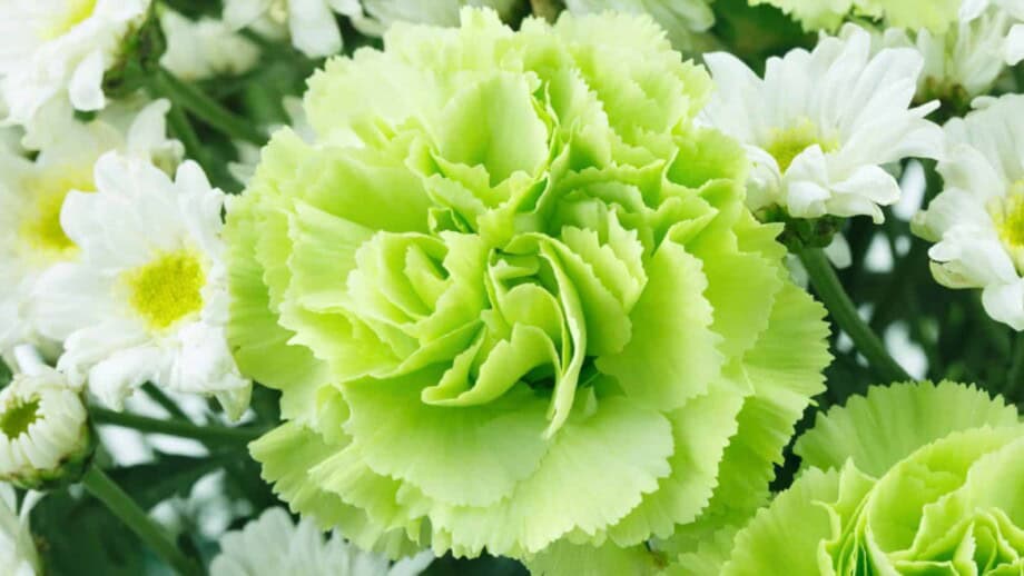 32 Stunning Green Flowers for Your Garden (With Pictures) | Planet Natural