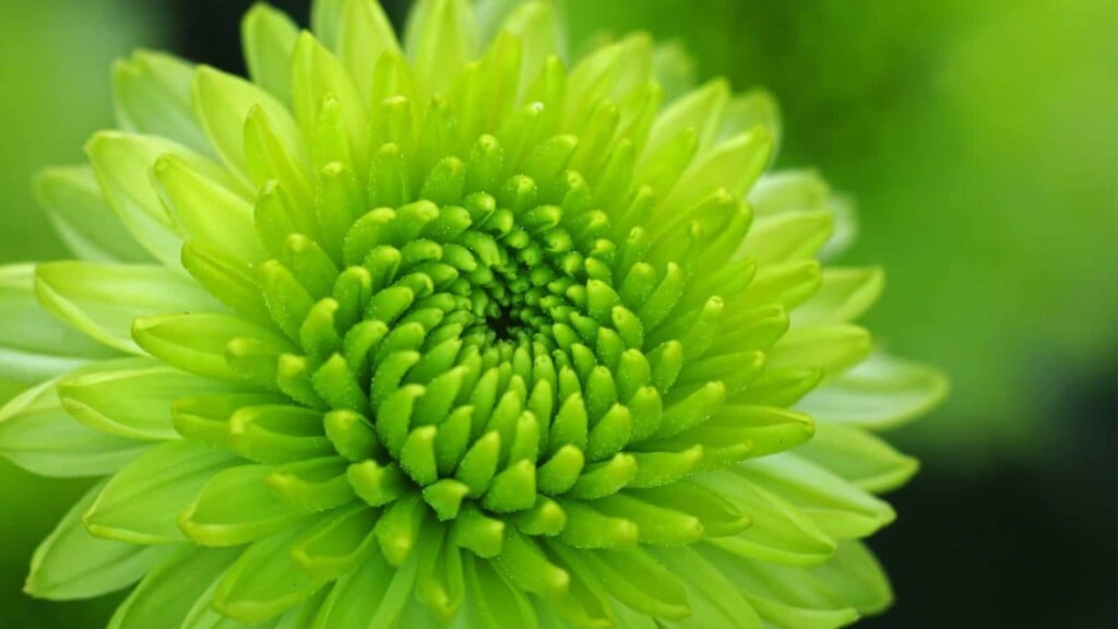 32 Stunning Green Flowers for Your Garden (With Pictures) | Planet Natural