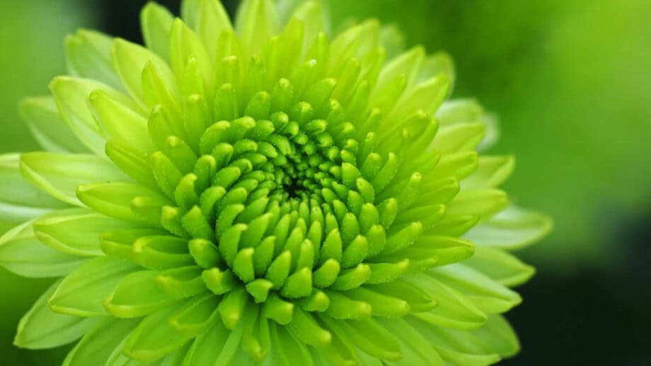 32 Stunning Green Flowers for Your Garden (With Pictures) | Planet Natural
