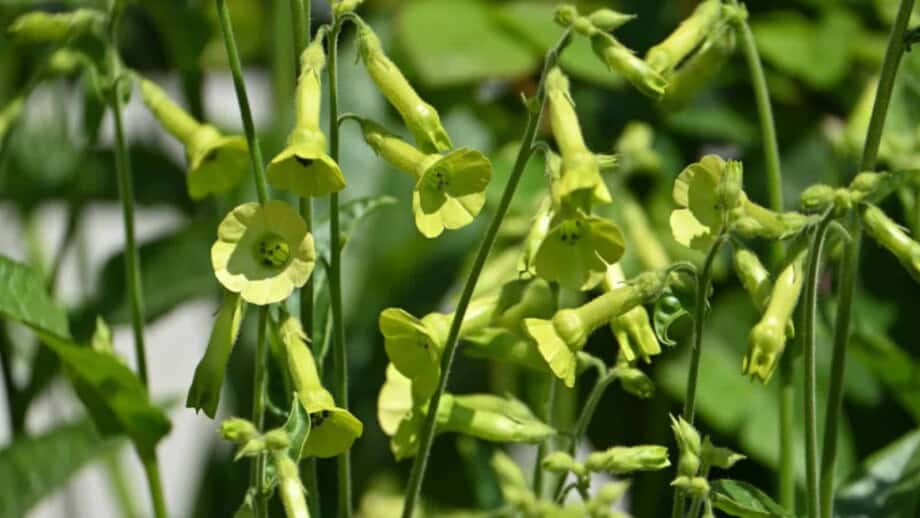 32 Stunning Green Flowers for Your Garden (With Pictures) | Planet Natural