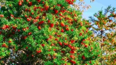 How to Grow and Care for Japanese Yew Trees (Complete Guide)