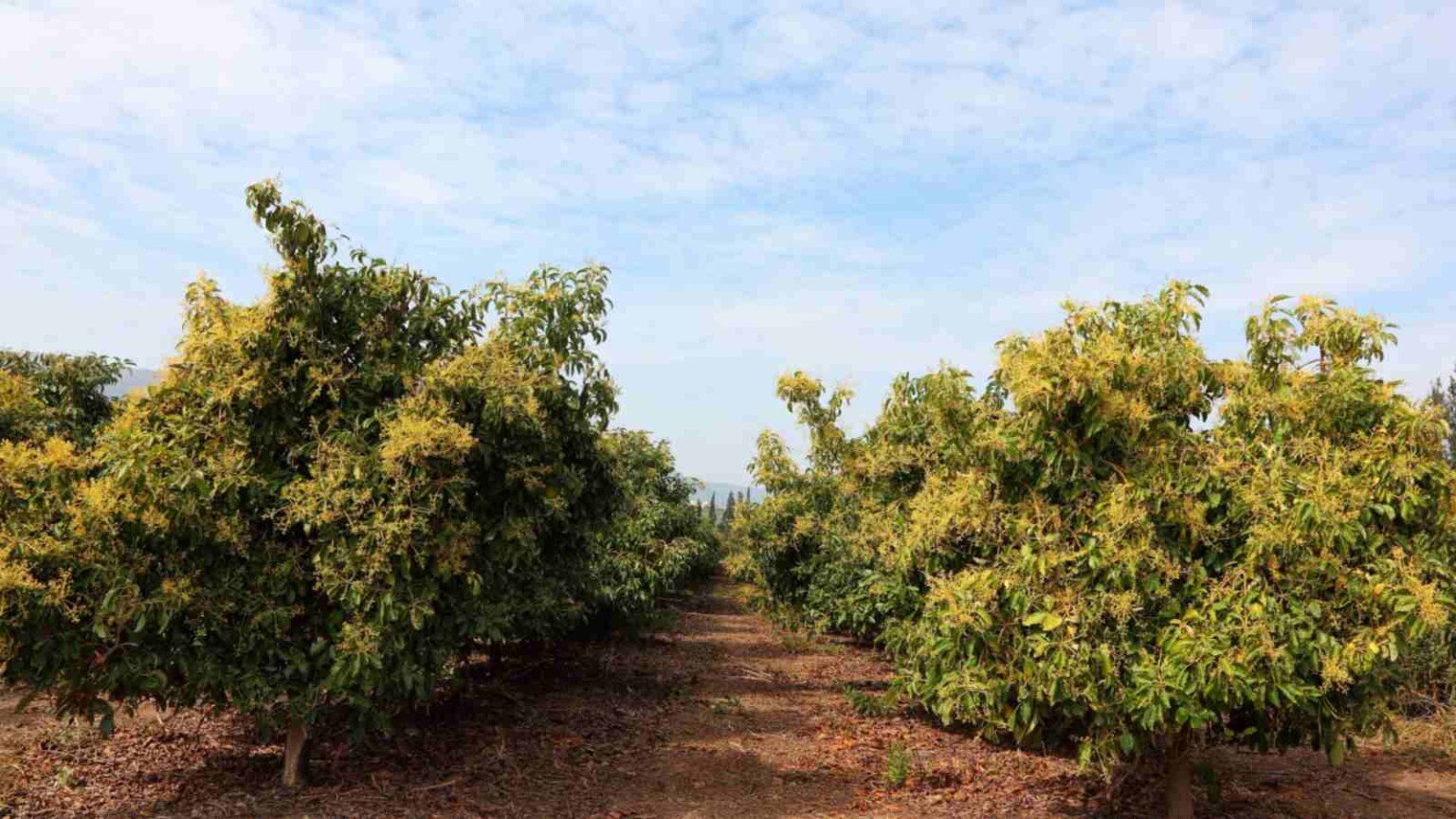 How to Grow And Care For an Avocado Tree (Complete Guide)