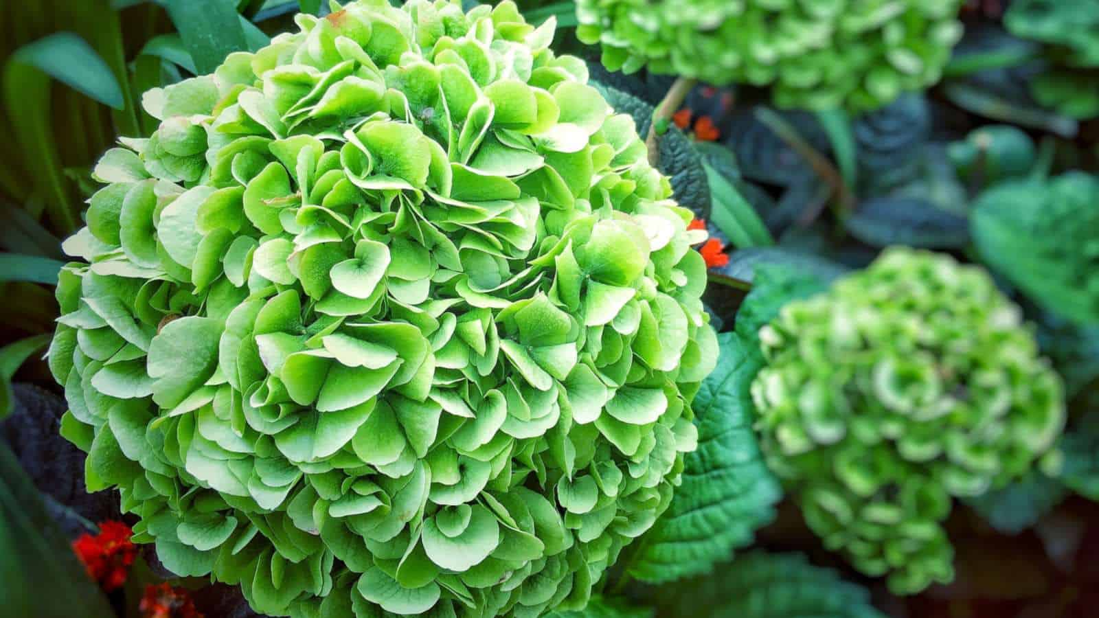 32 Stunning Green Flowers For Your Garden With Pictures Planet Natural 32 Stunning Green Flowers For Your Garden With Pictures Planet Natural