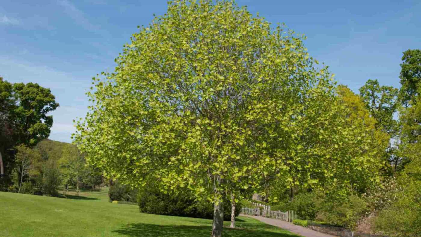 How to Grow and Care for a Tulip Tree (Step-by-Step Guide)