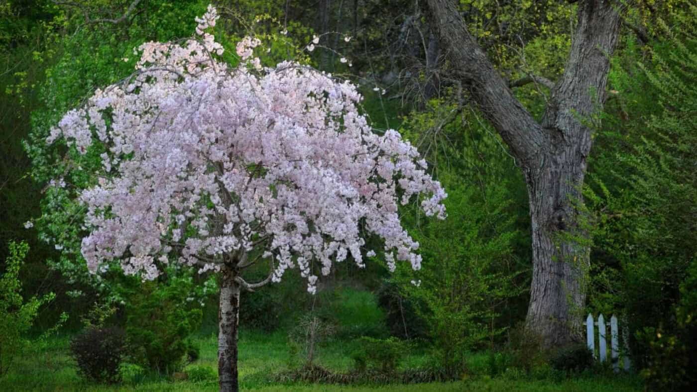How to Plant, Grow, and Care for Weeping Cherry Tree | Planet Natural
