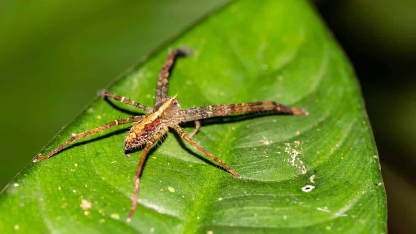 Banana Spider: Creepy, Crawly and Wonderful | Planet Natural